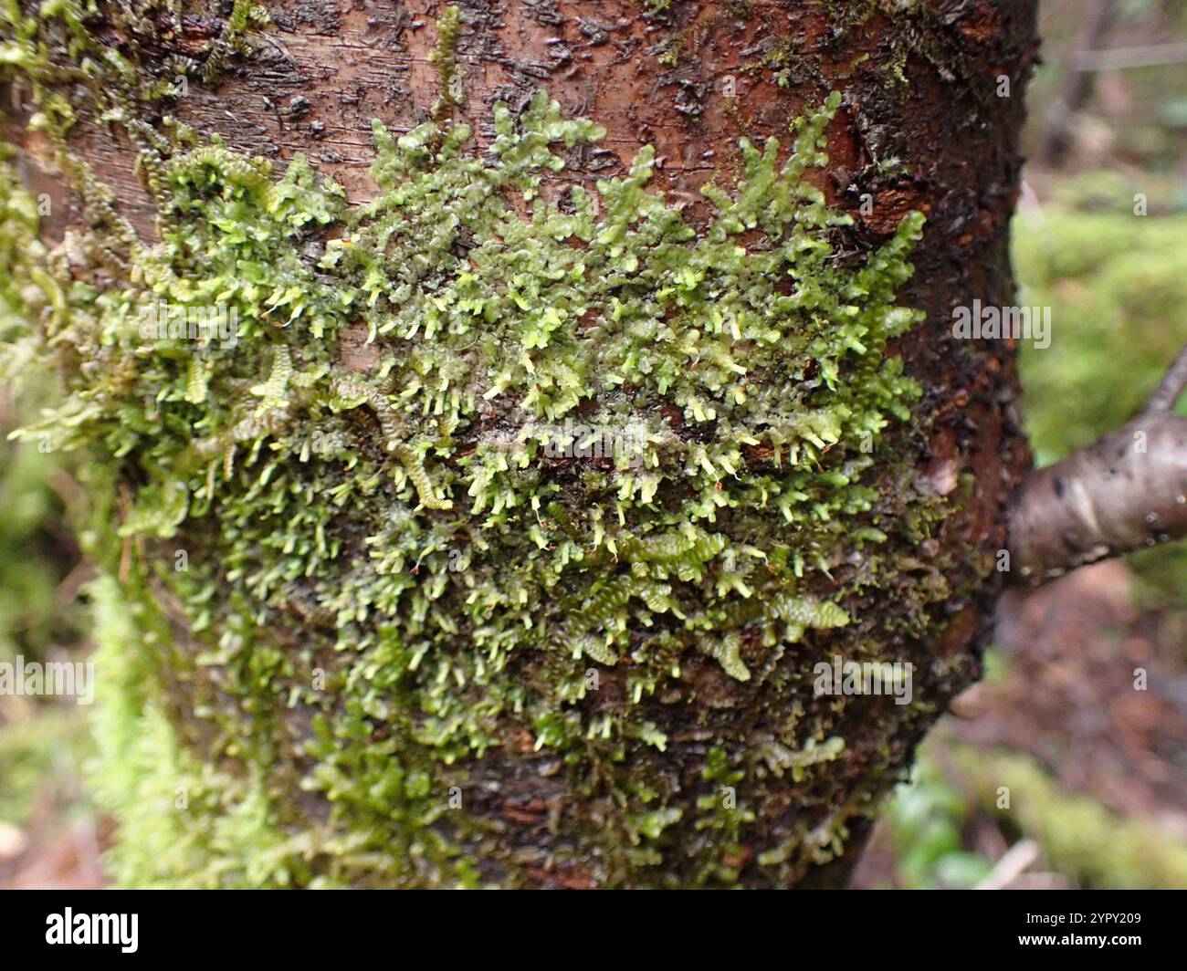 Flat-leaved Scalewort (Radula complanata Stock Photo - Alamy