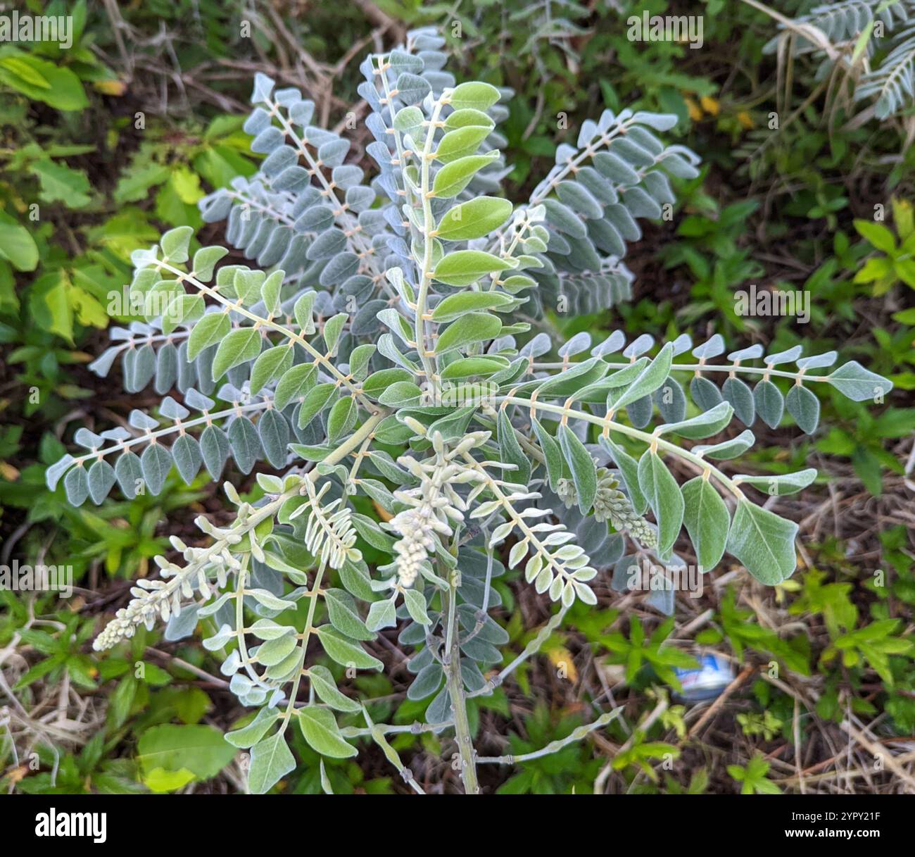 Necklace pod (Sophora tomentosa Stock Photo - Alamy