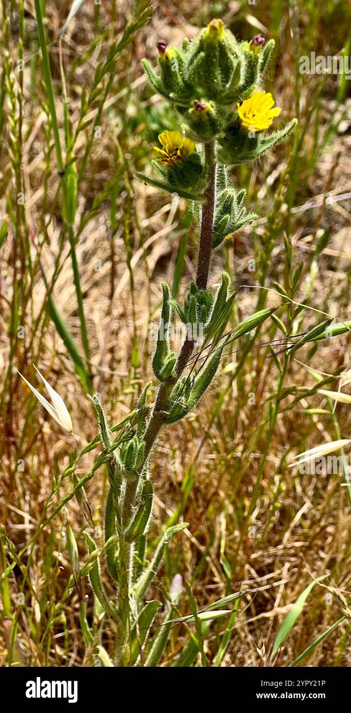Madia sativa hi-res stock photography and images - Alamy