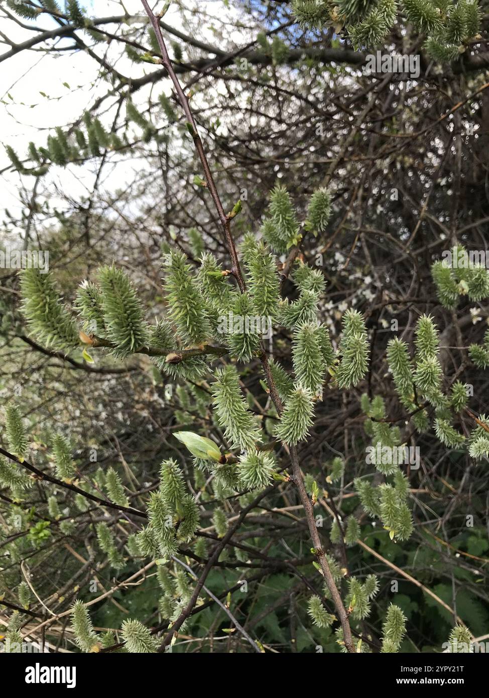 goat willow (Salix caprea Stock Photo - Alamy