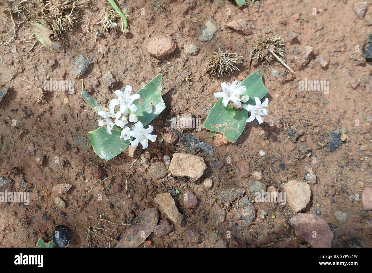 (Lachenalia ensifolia ensifolia Stock Photo - Alamy