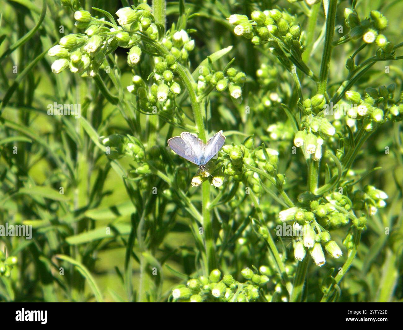Common Blue Complex (Leptotes pirithous Stock Photo - Alamy
