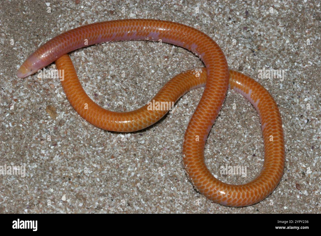 Cuvier's Blind Legless Skink (Typhlosaurus caecus Stock Photo - Alamy