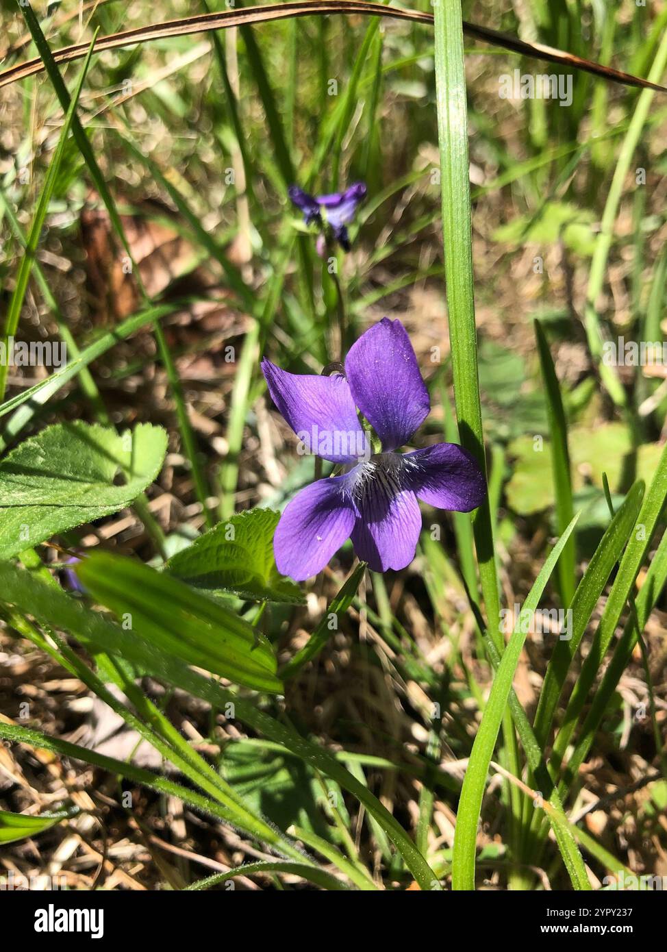 downy blue violet (Viola fimbriatula Stock Photo - Alamy