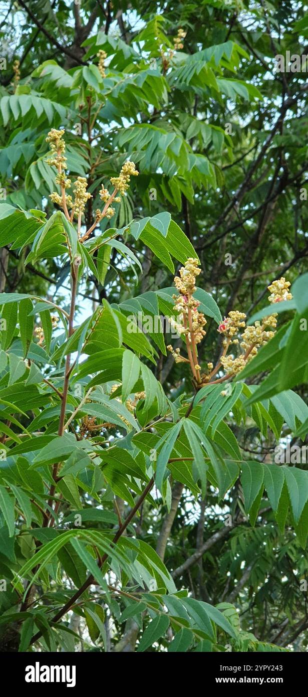 Fern Top (Jagera pseudorhus Stock Photo - Alamy
