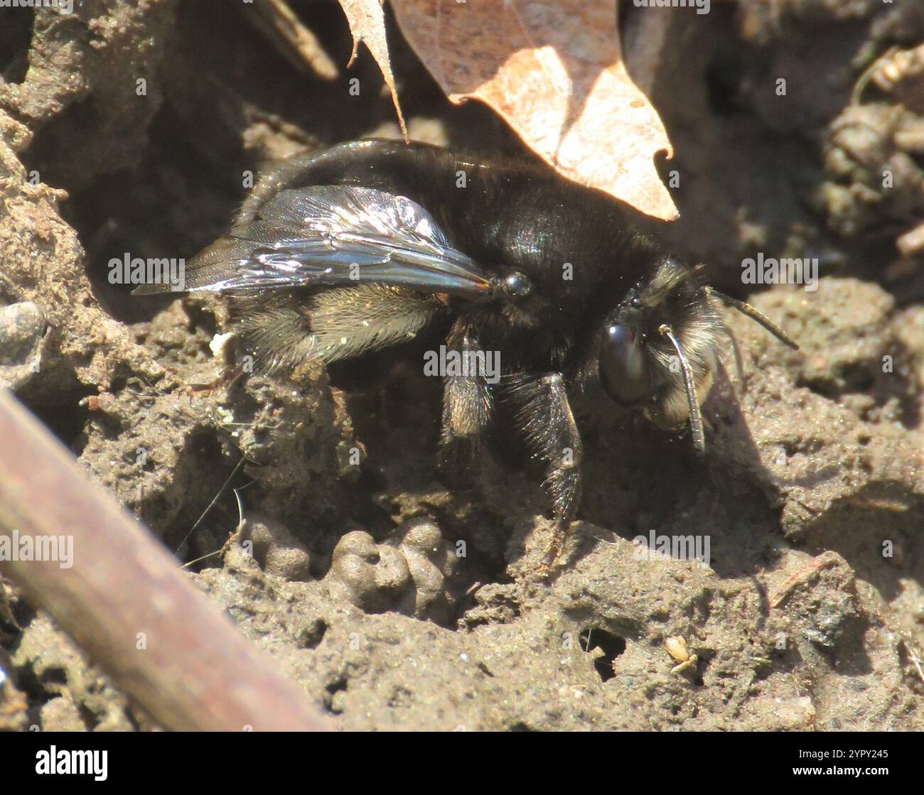 Pacific Digger Bee (Anthophora pacifica Stock Photo - Alamy