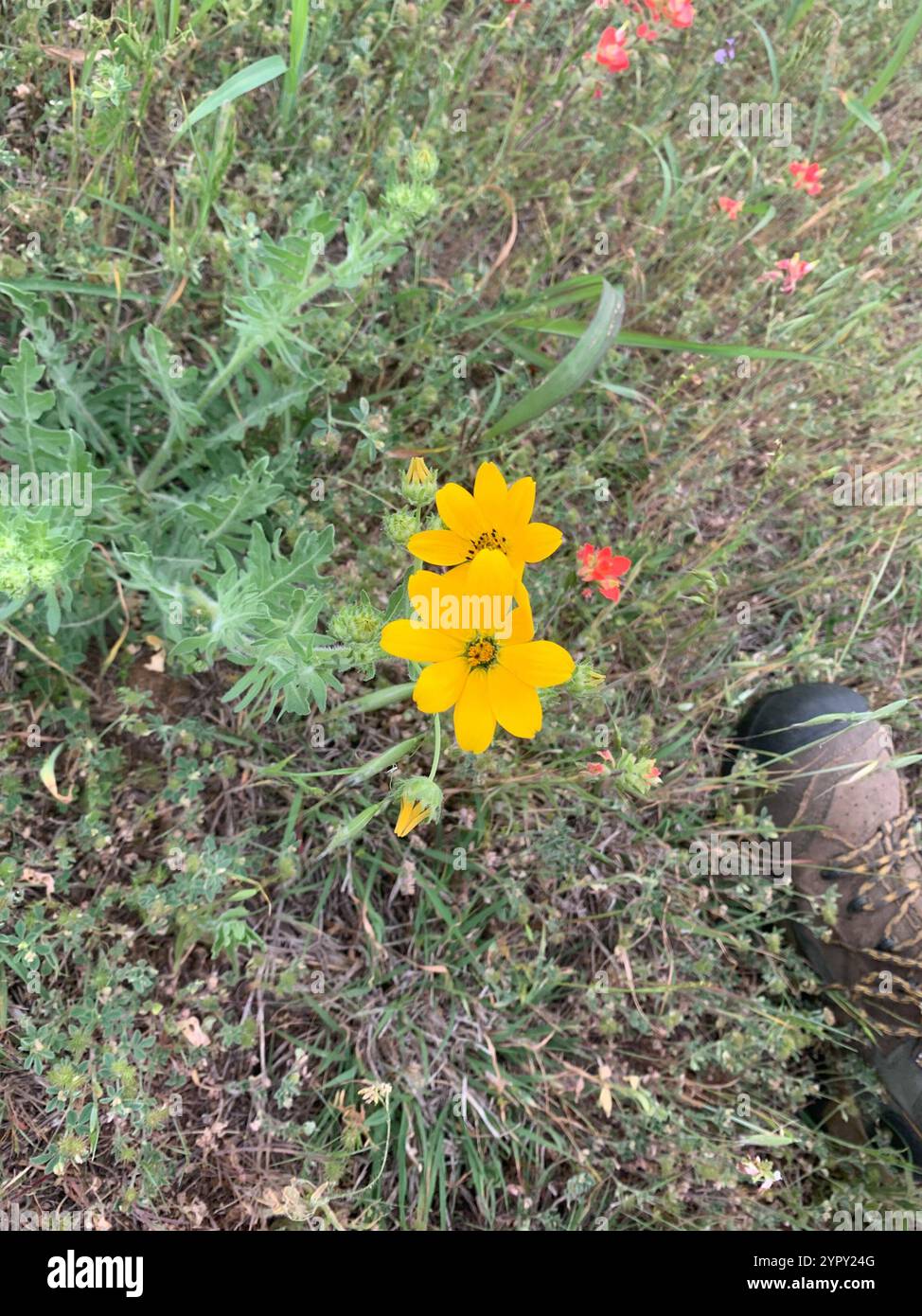 Engelmann daisy hi-res stock photography and images - Alamy