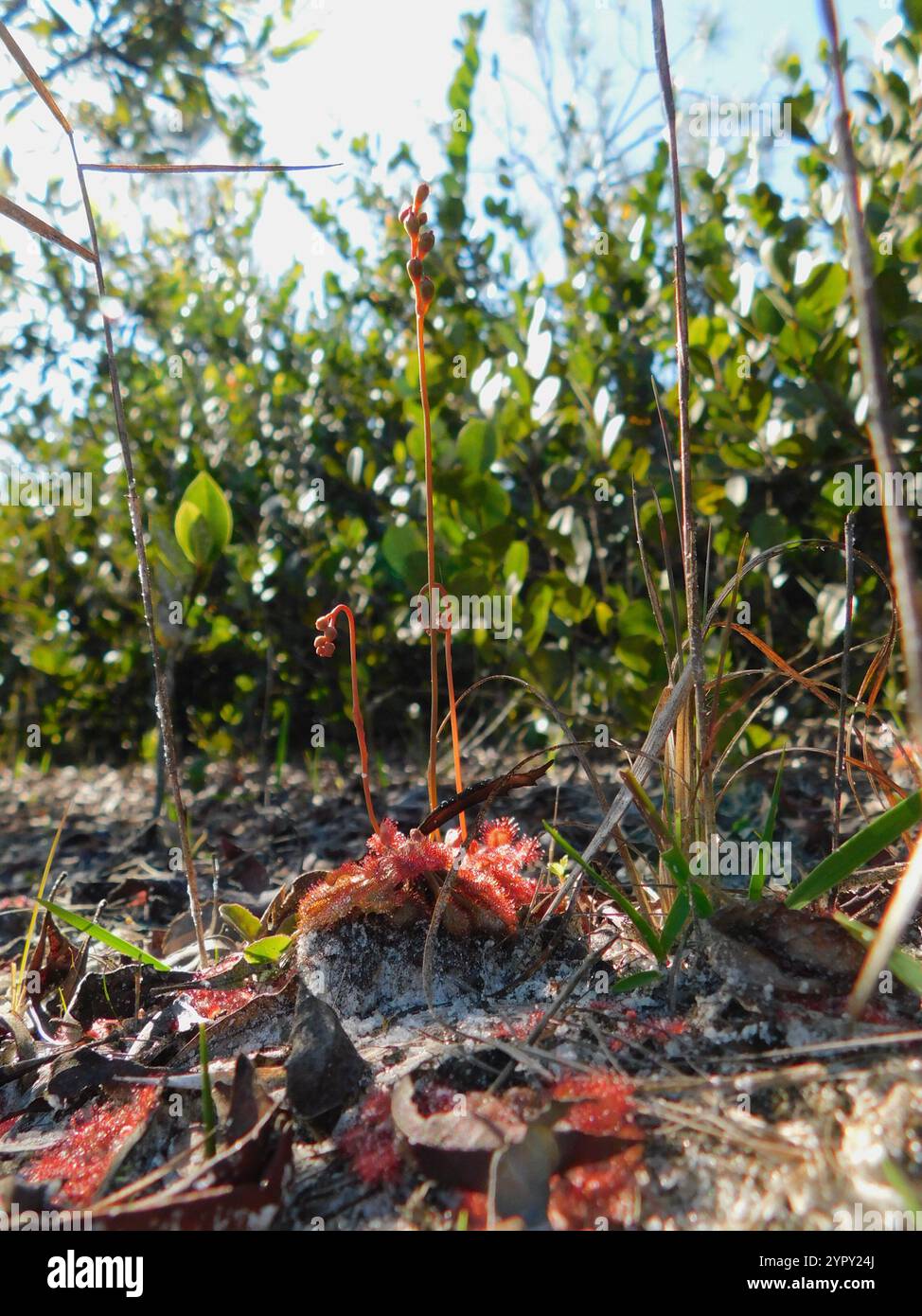 Pink Sundew (Drosera capillaris Stock Photo - Alamy
