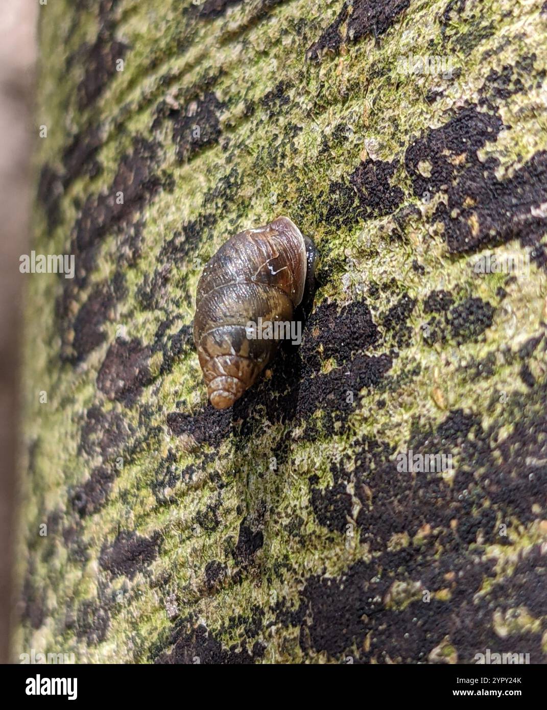 Mountain Bulin (Ena montana Stock Photo - Alamy