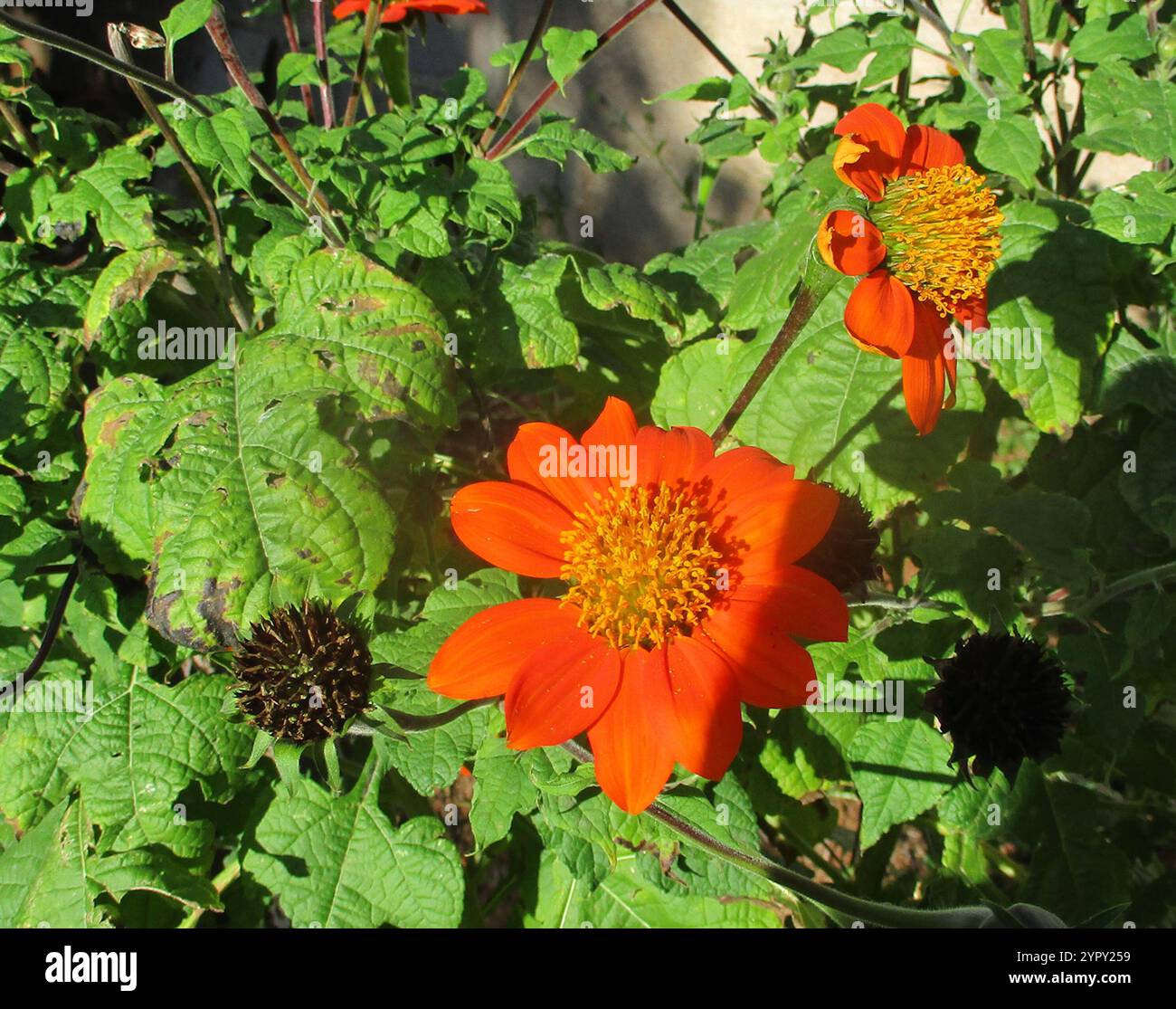 Red Sunflower (Tithonia rotundifolia Stock Photo - Alamy