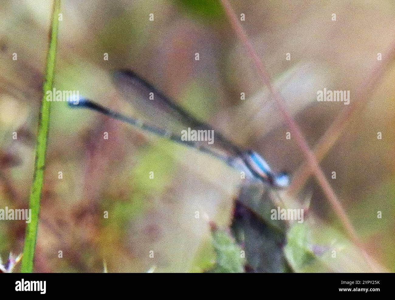 Powdered Dancer (Argia moesta Stock Photo - Alamy