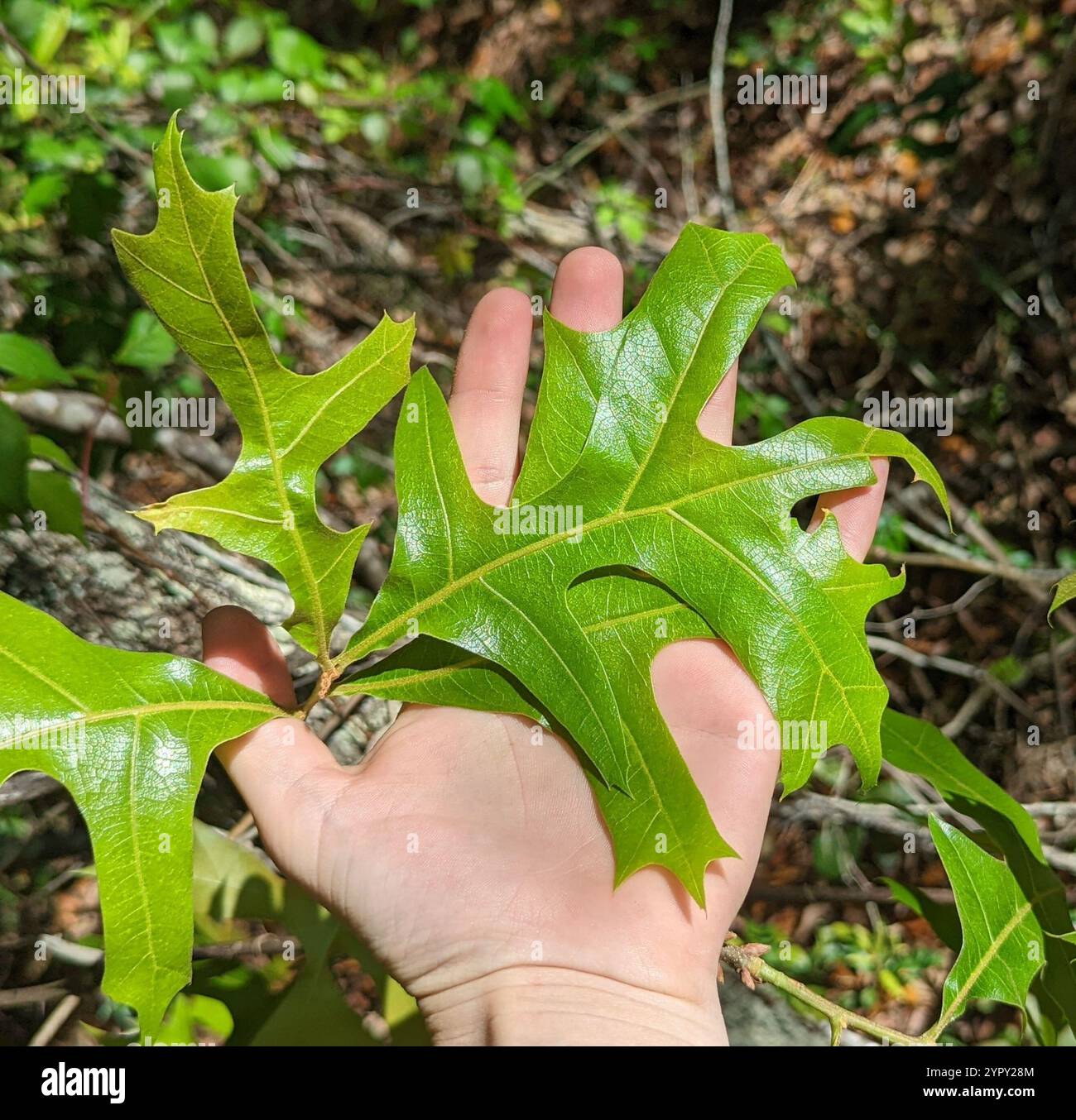 American turkey oak (Quercus laevis Stock Photo - Alamy