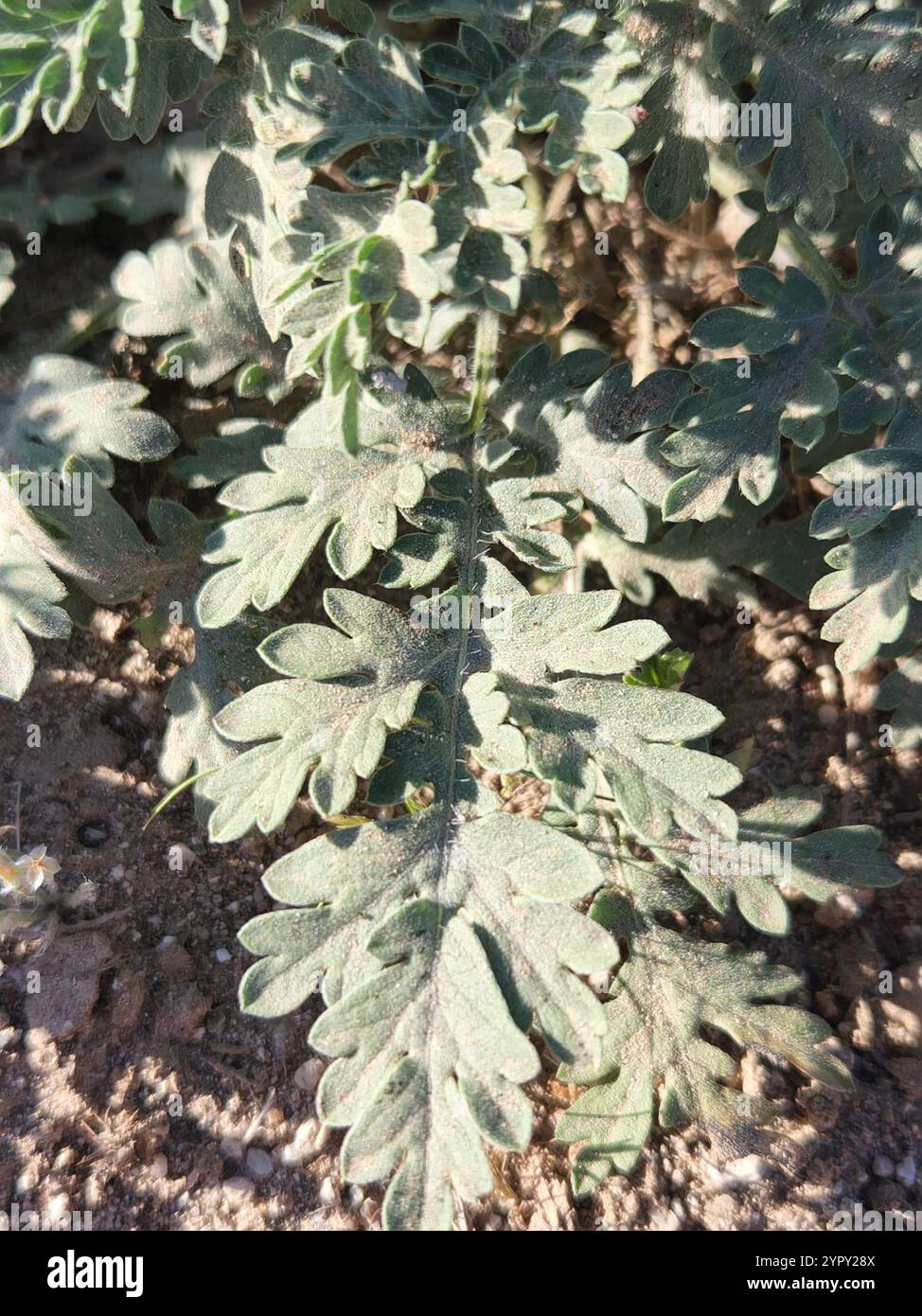 western ragweed (Ambrosia psilostachya Stock Photo - Alamy