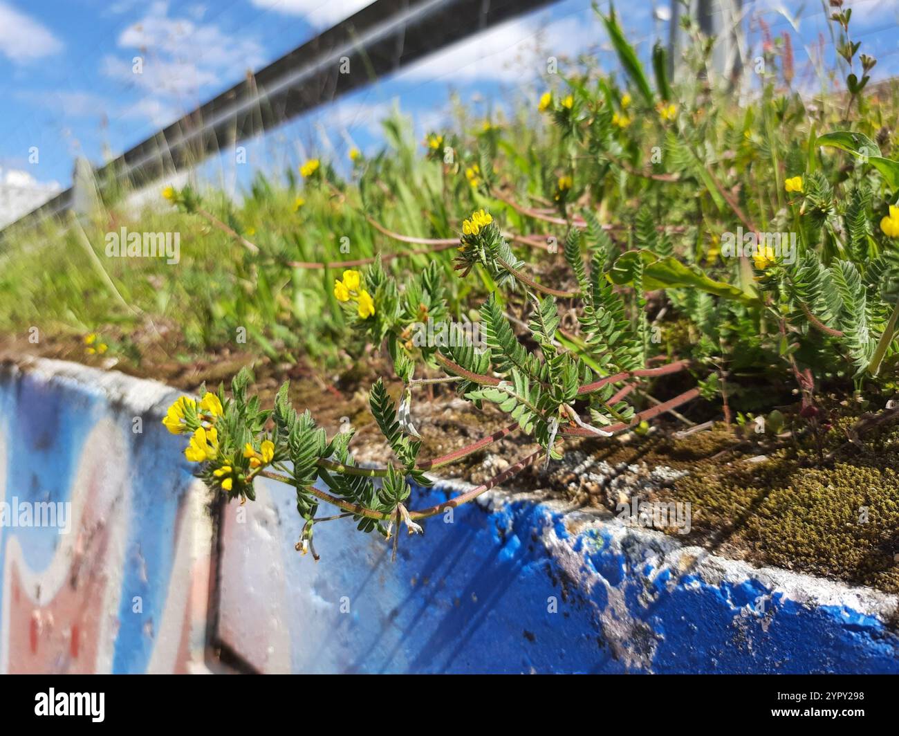 Yellow Serradella (Ornithopus compressus Stock Photo - Alamy