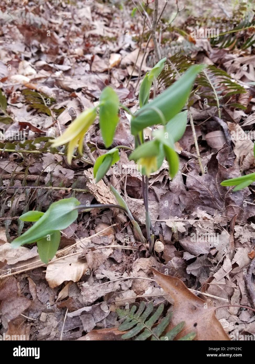 perfoliate bellwort (Uvularia perfoliata Stock Photo - Alamy