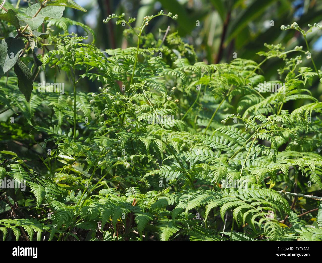 eagle fern (Pteridium aquilinum latiusculum Stock Photo - Alamy