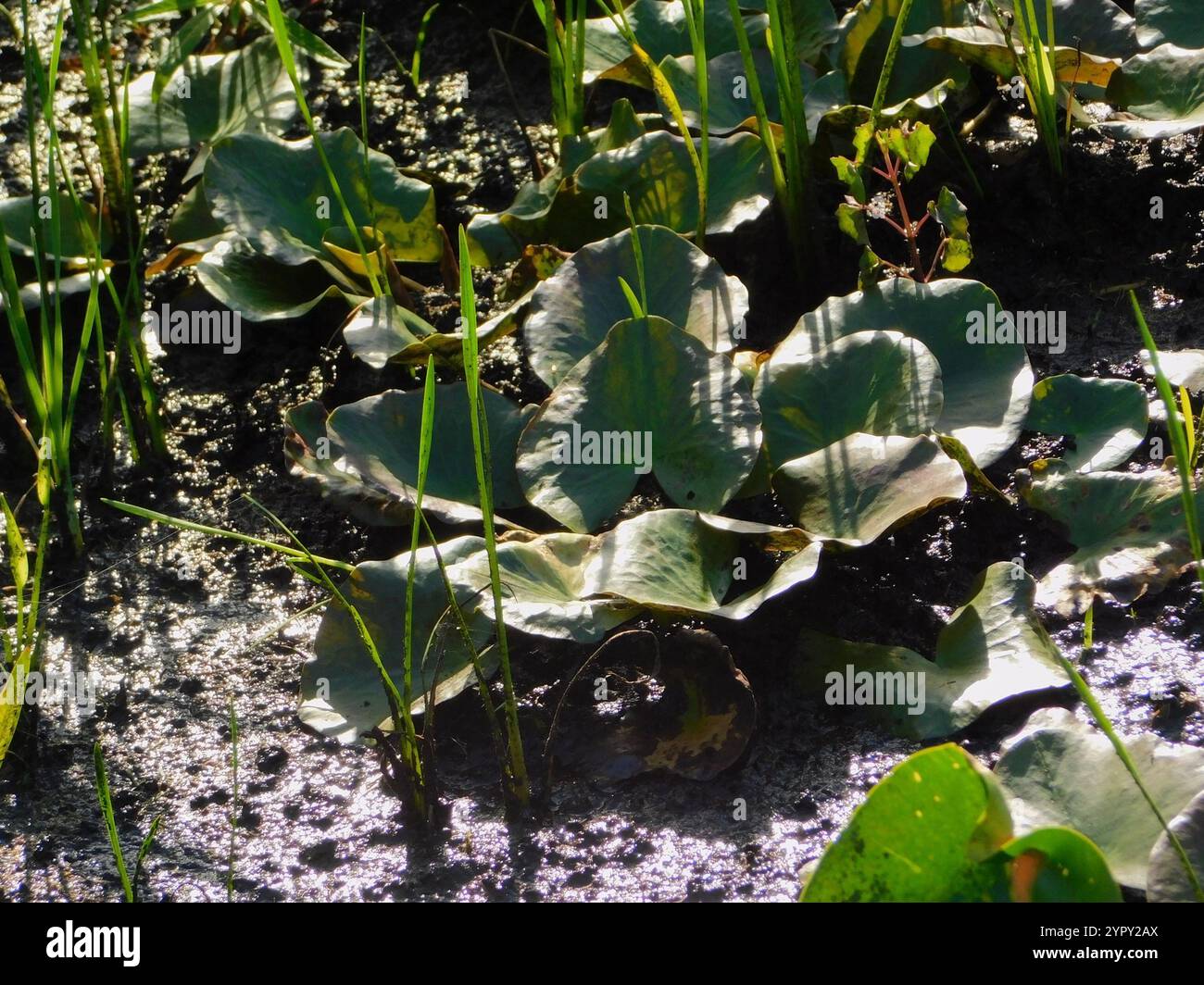 spatterdock (Nuphar advena Stock Photo - Alamy