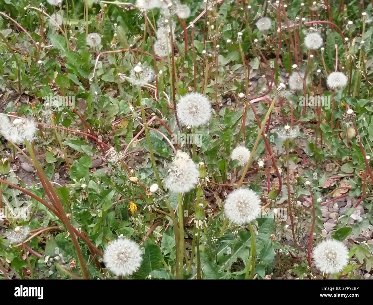 common dandelion (Taraxacum officinale Stock Photo - Alamy