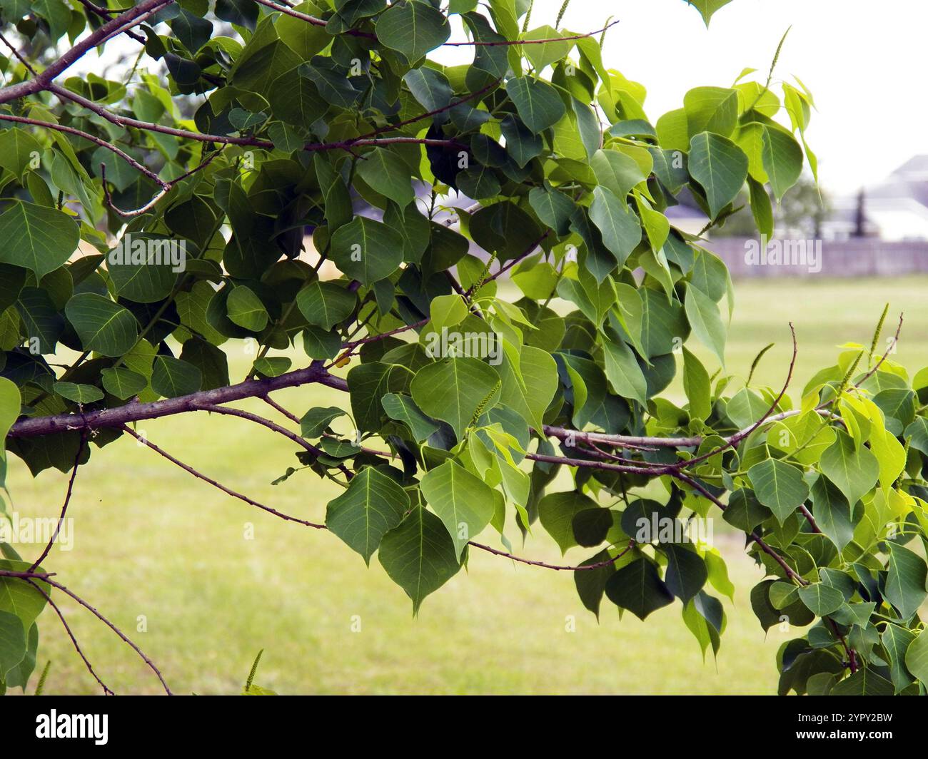 Chinese Tallow (Triadica sebifera Stock Photo - Alamy