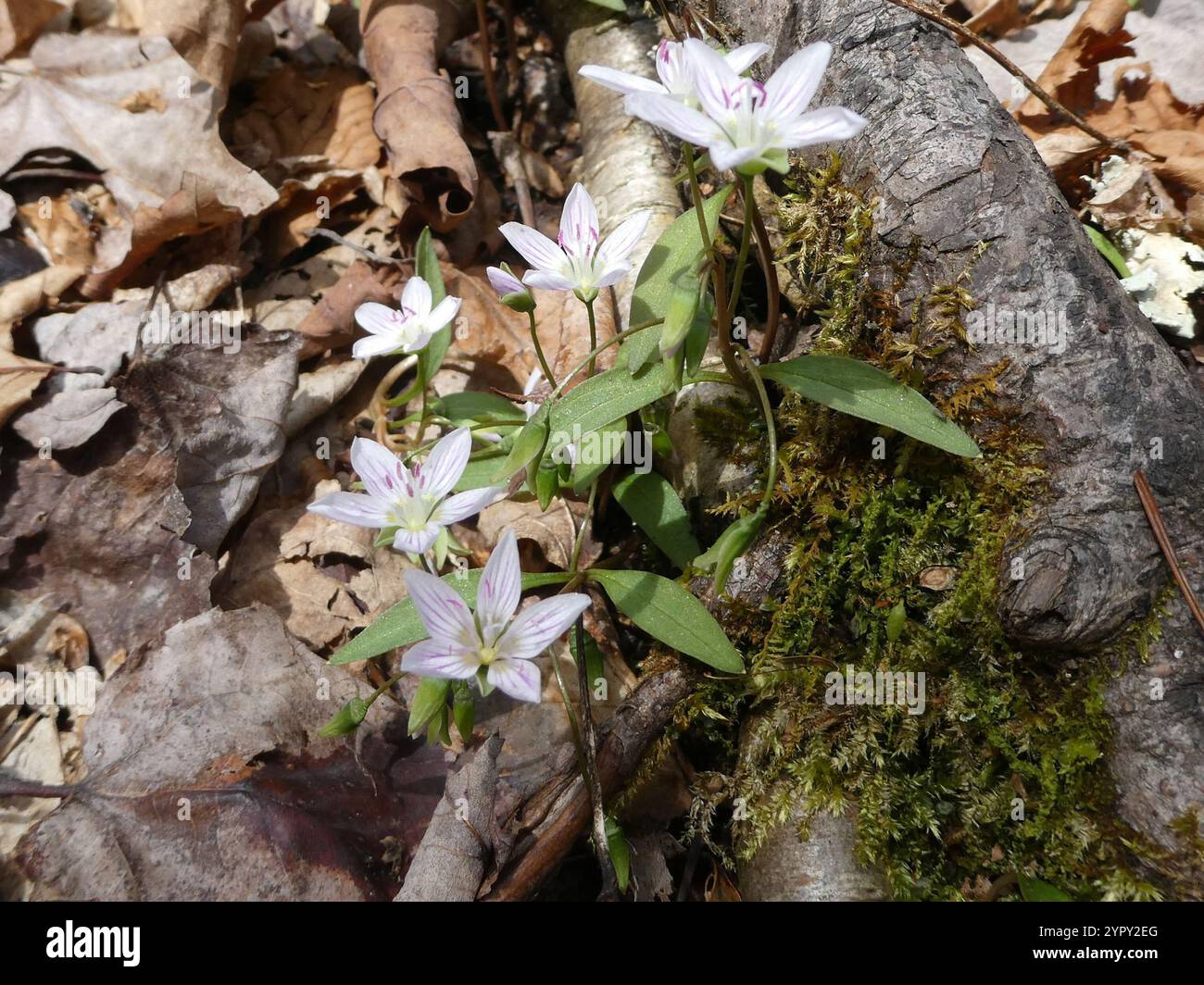 Carolina Springbeauty (Claytonia caroliniana Stock Photo - Alamy