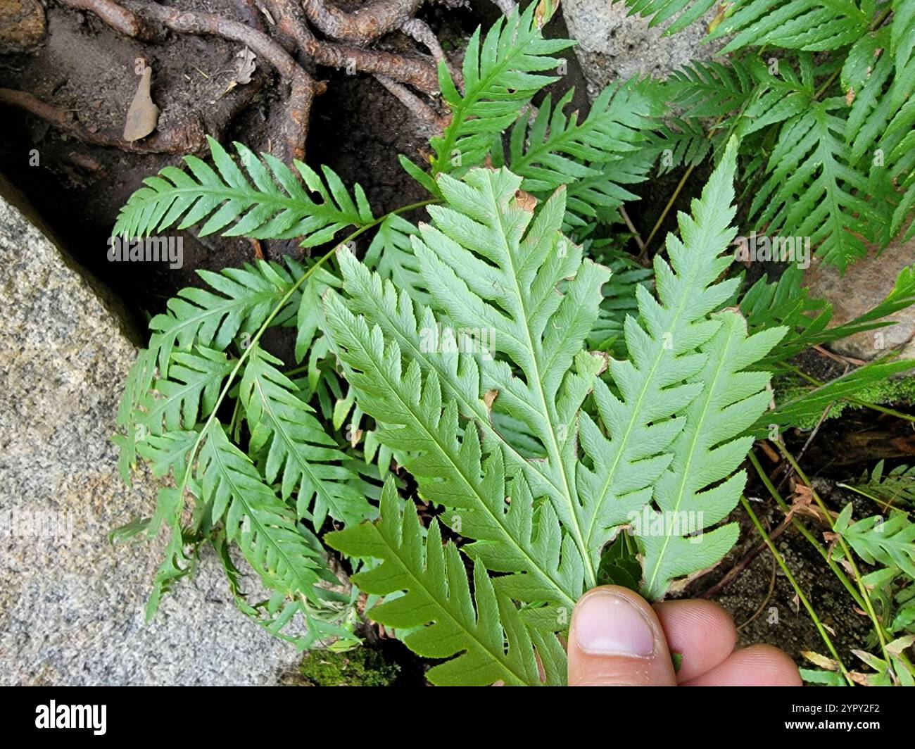 giant chain fern (Woodwardia fimbriata Stock Photo - Alamy