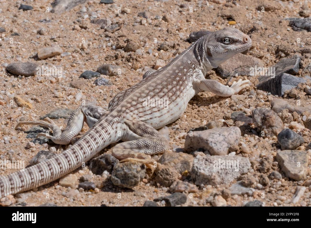 Desert Iguana (Dipsosaurus dorsalis Stock Photo - Alamy