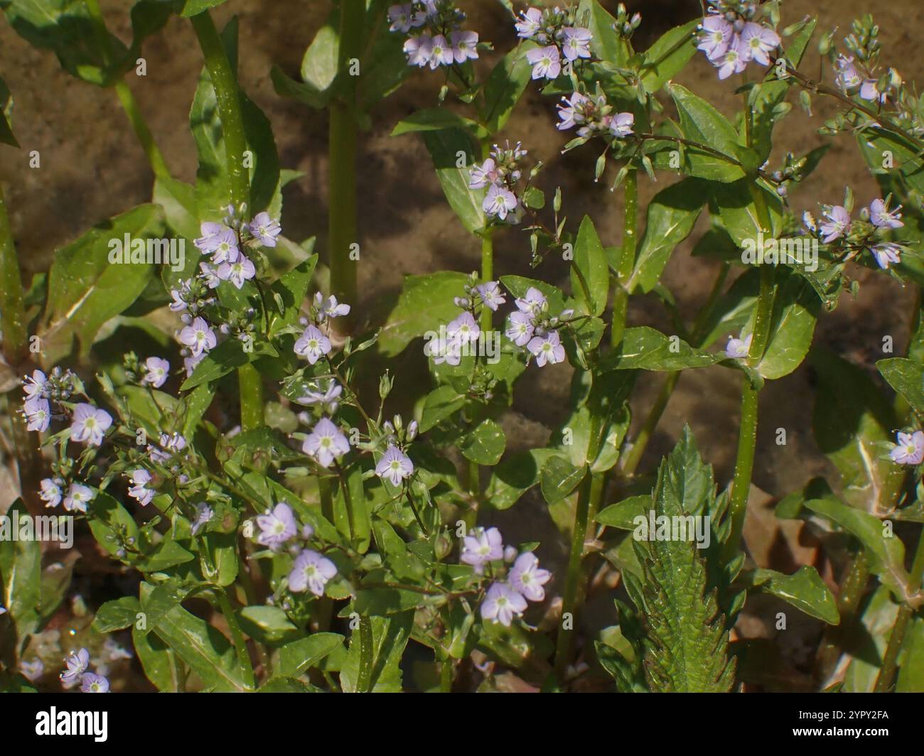 blue water-speedwell (Veronica anagallis-aquatica Stock Photo - Alamy