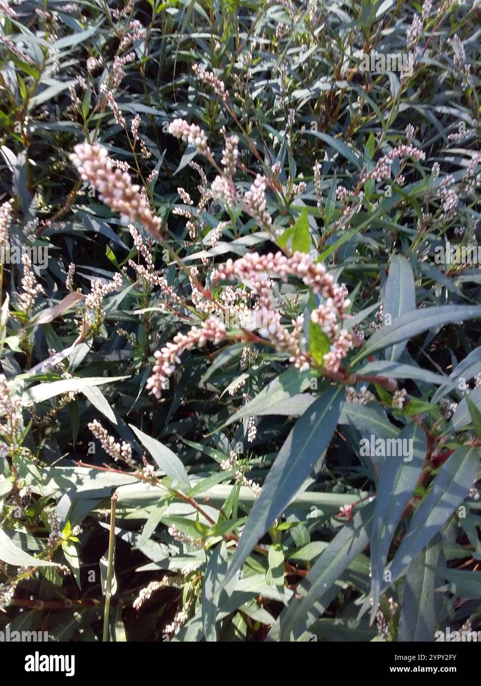 Slender knotweed hi-res stock photography and images - Alamy