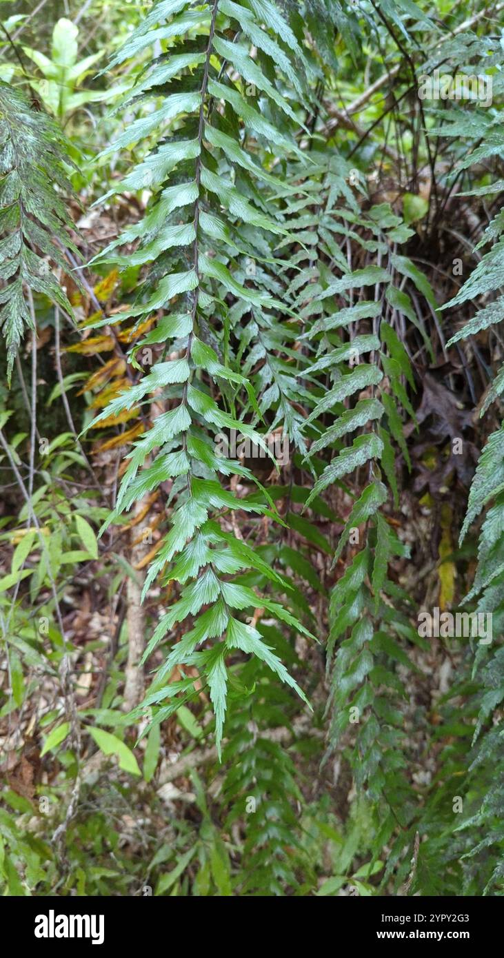 Mare's Tail Fern (Asplenium polyodon Stock Photo - Alamy