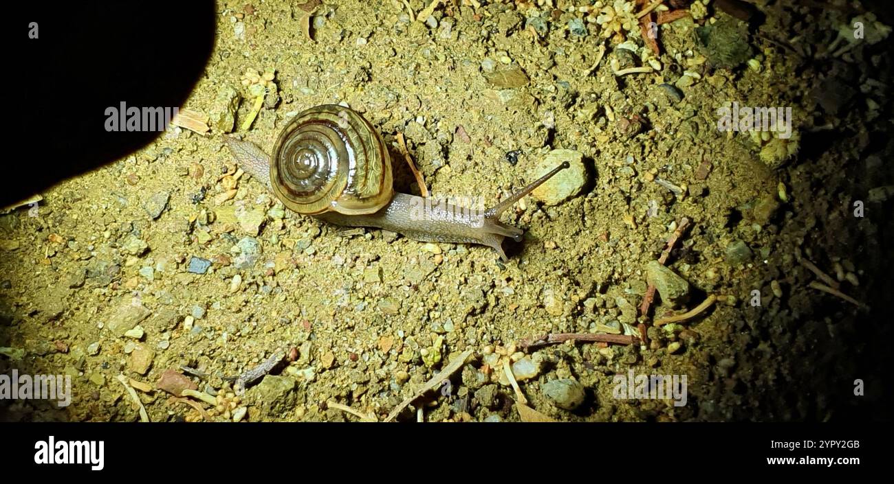 Camaenidae hi-res stock photography and images - Alamy