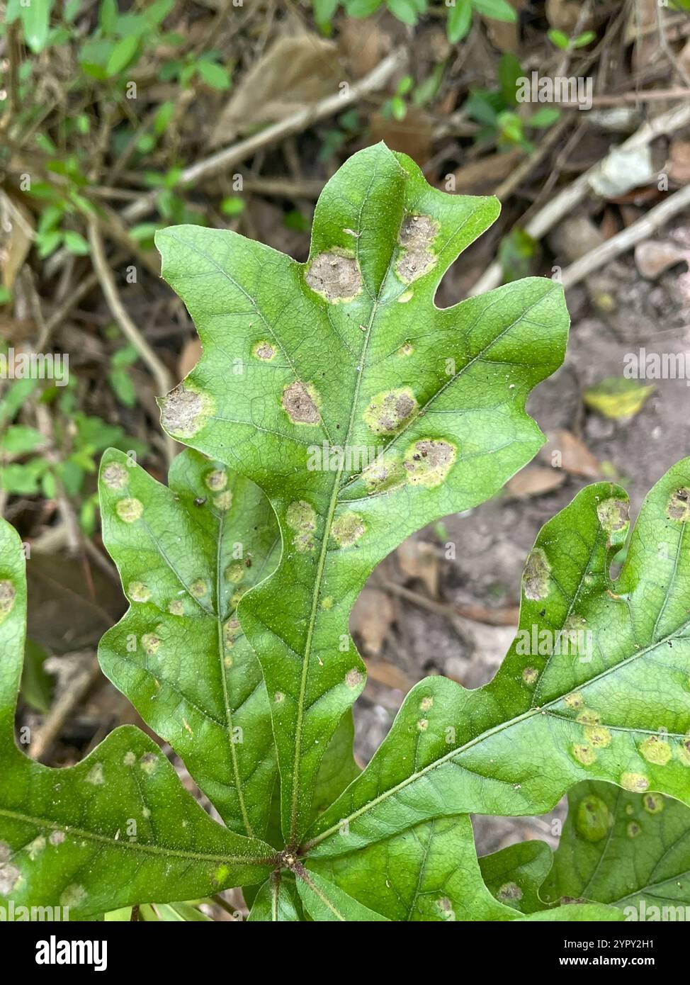 sand post oak (Quercus margaretiae Stock Photo - Alamy