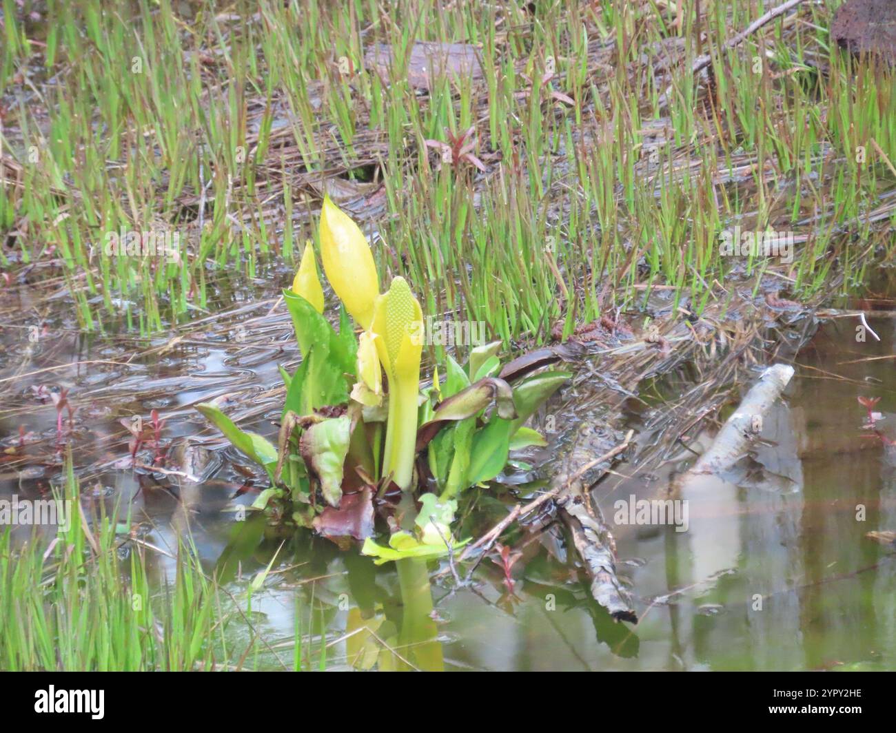 western skunk cabbage (Lysichiton americanus Stock Photo - Alamy