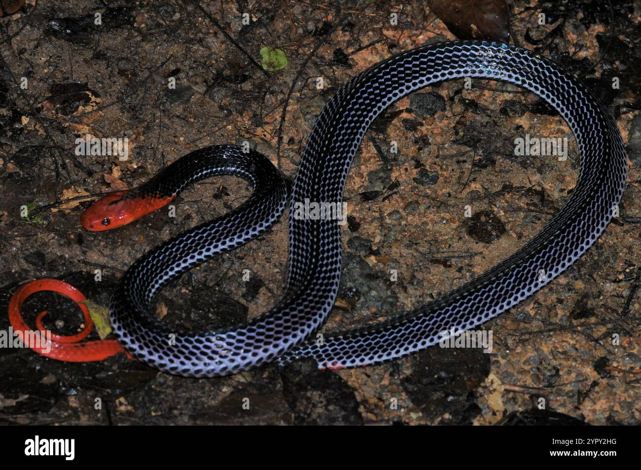 Red-headed Krait (Bungarus flaviceps Stock Photo - Alamy