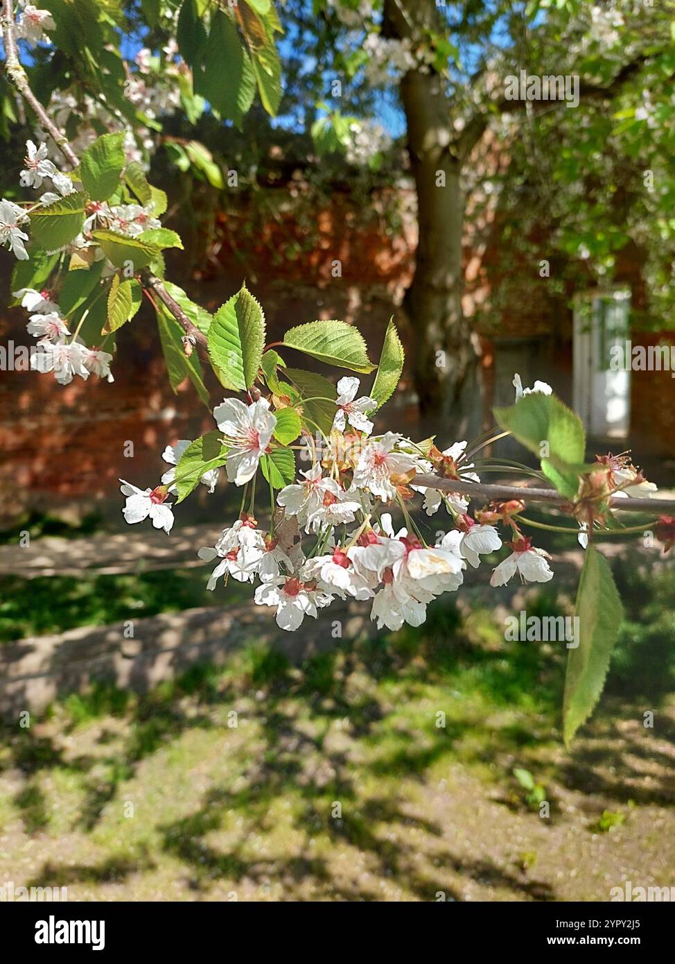 wild cherry (Prunus avium Stock Photo - Alamy
