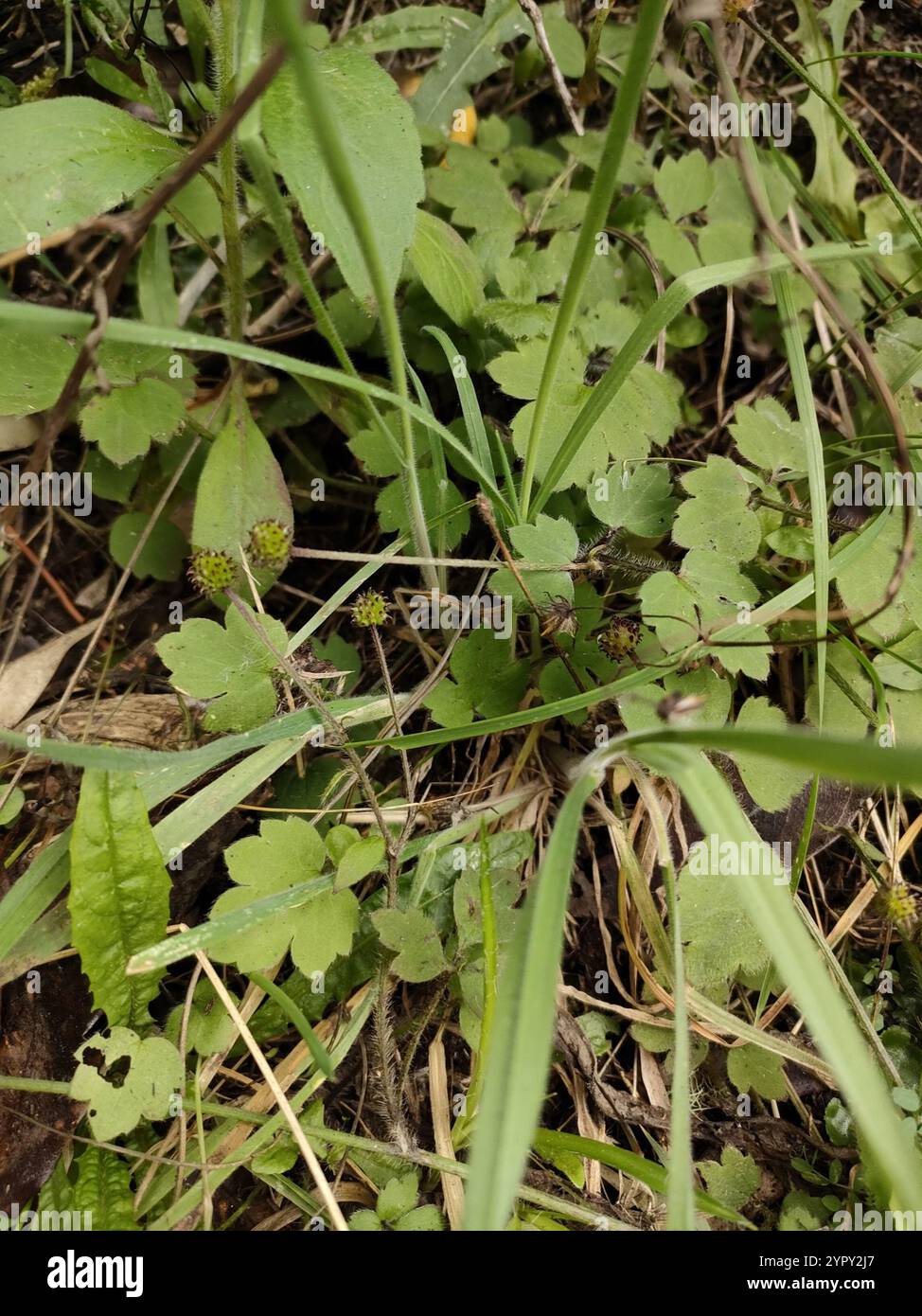 Maruru (Ranunculus reflexus Stock Photo - Alamy