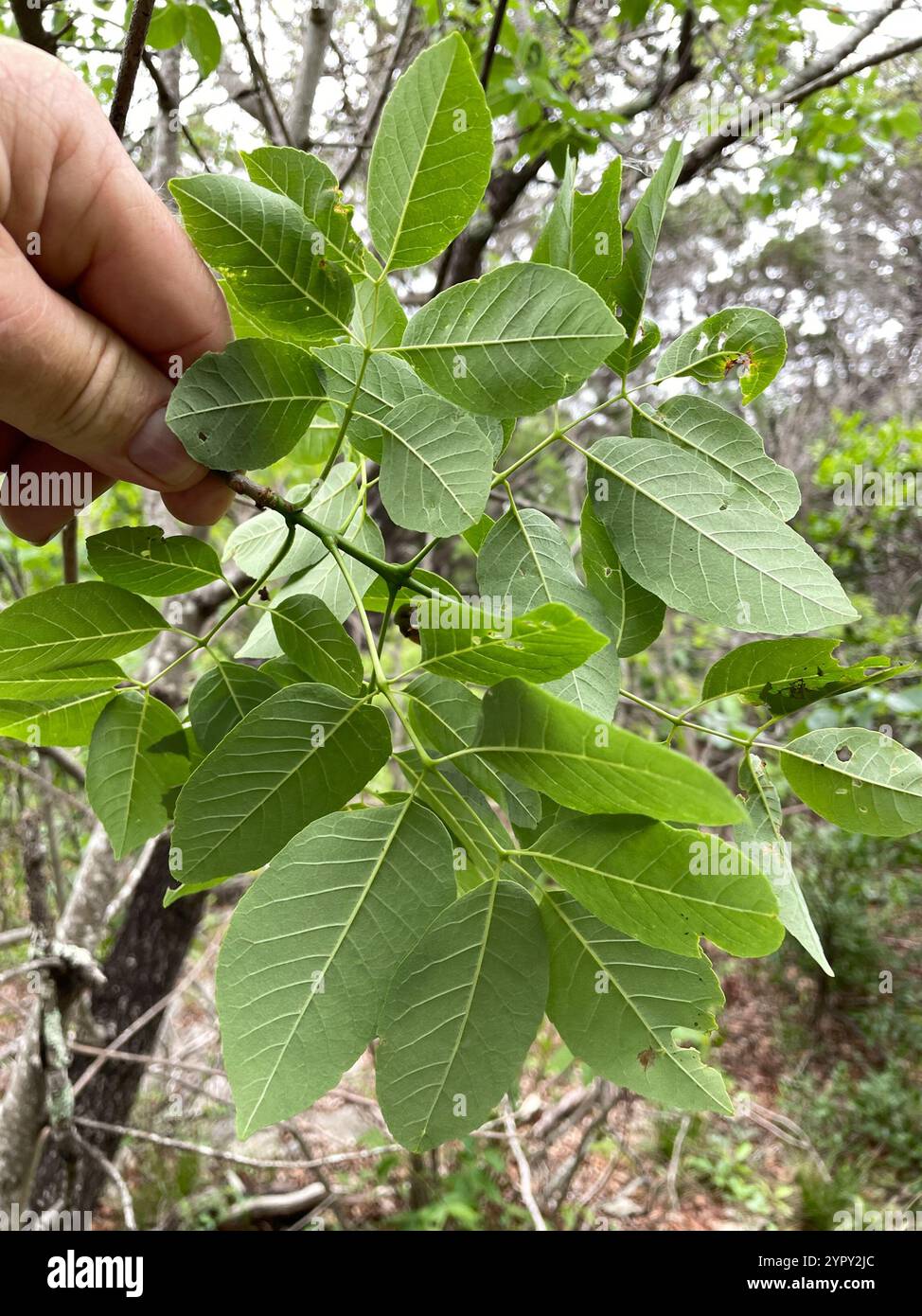 Texas ash (Fraxinus albicans Stock Photo - Alamy