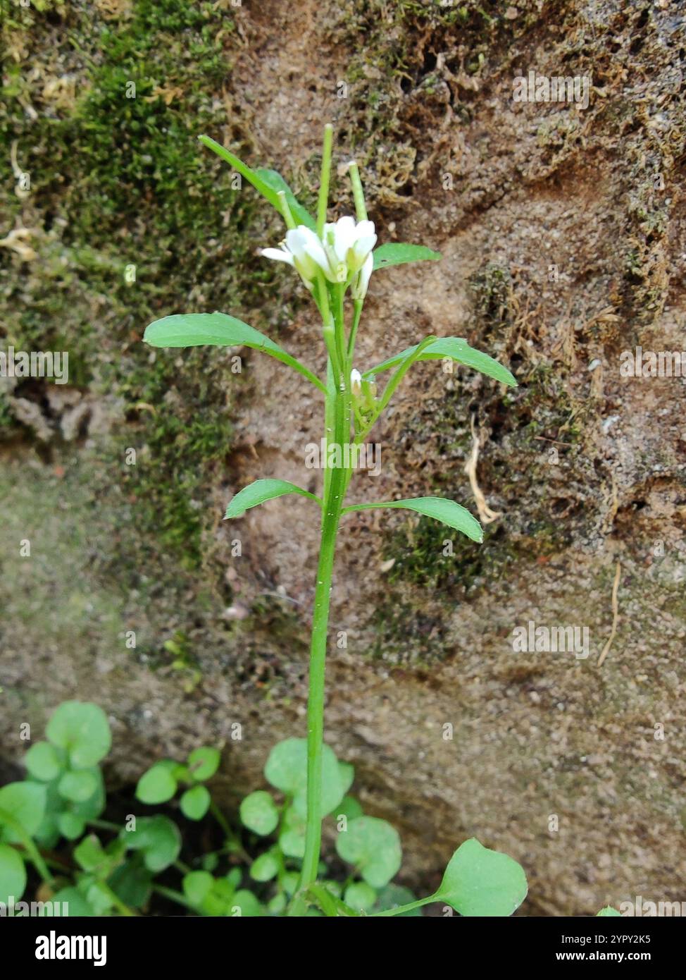 hairy bittercress (Cardamine hirsuta Stock Photo - Alamy