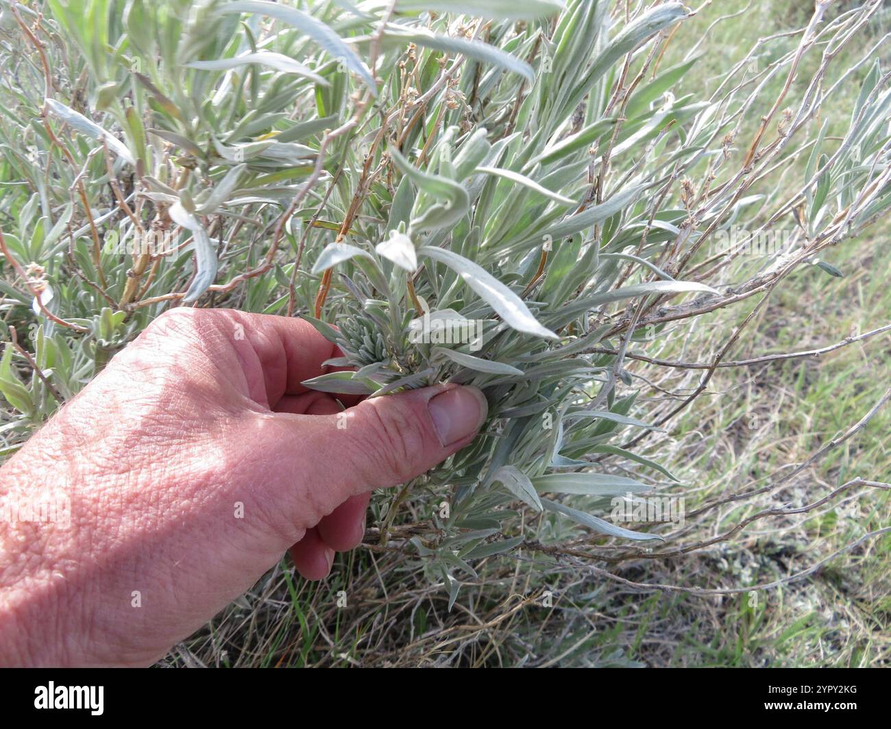 Silver Sagebrush (Artemisia cana Stock Photo - Alamy