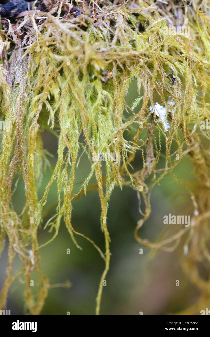 Cat's Tail Moss (Pseudisothecium stoloniferum Stock Photo - Alamy
