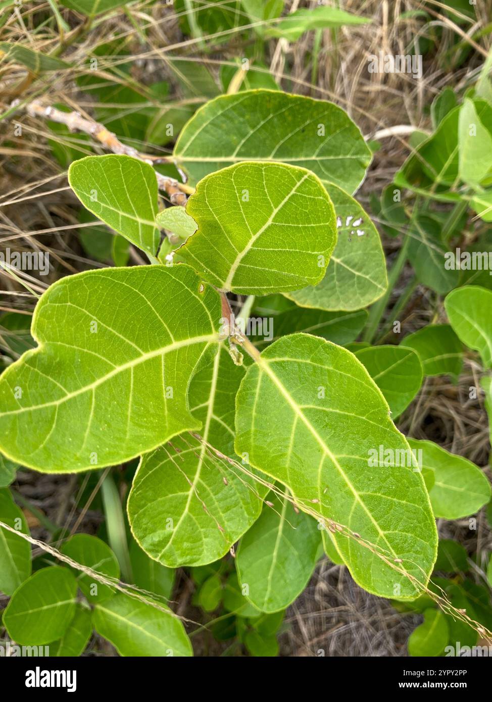 Sandpaper fig hi-res stock photography and images - Alamy