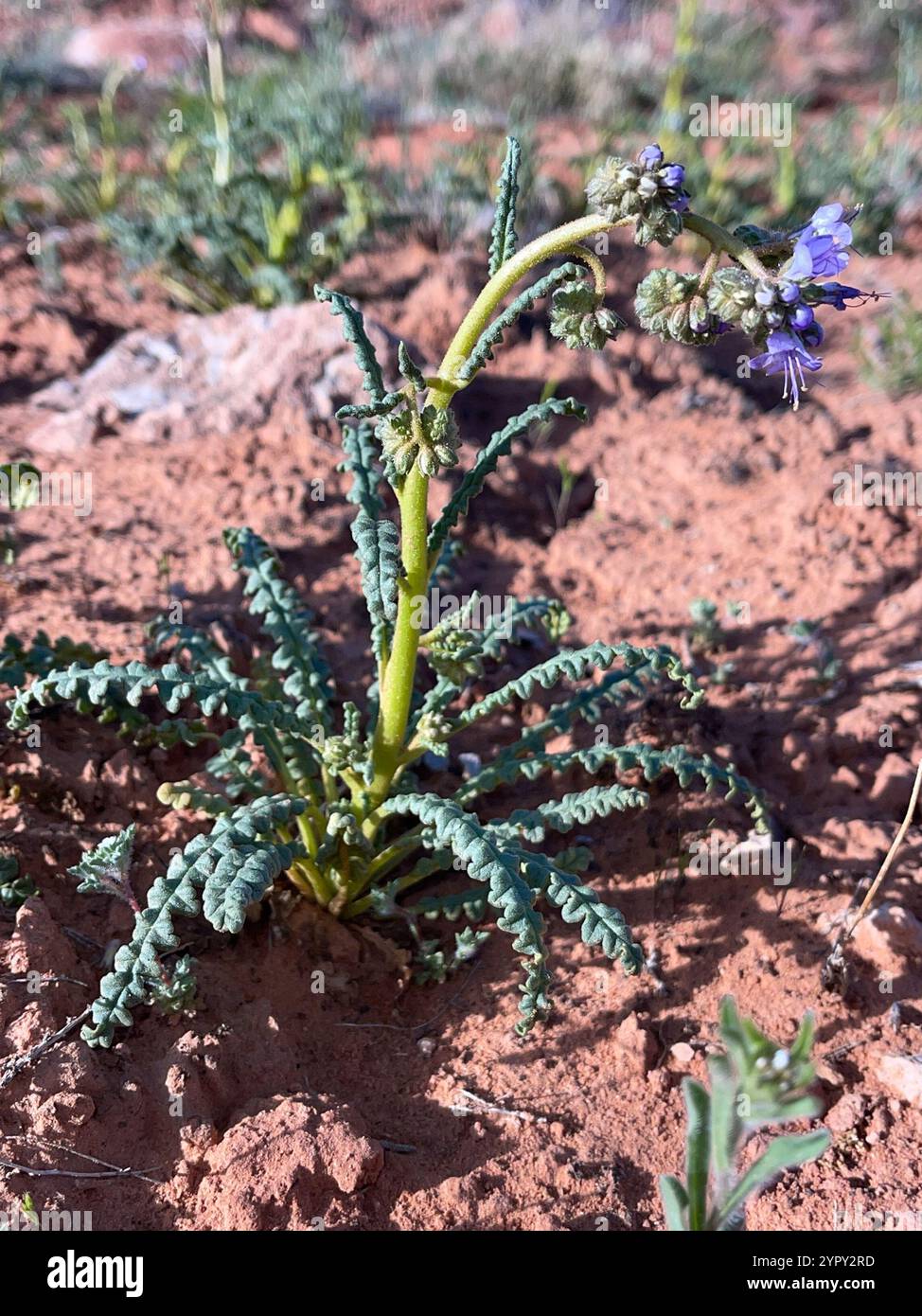 Notch-leaf Scorpionweed (Phacelia crenulata Stock Photo - Alamy