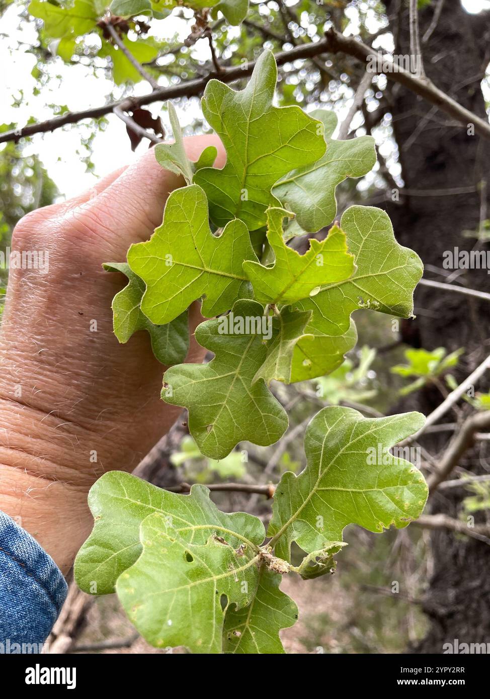 blackjack oak (Quercus marilandica Stock Photo - Alamy
