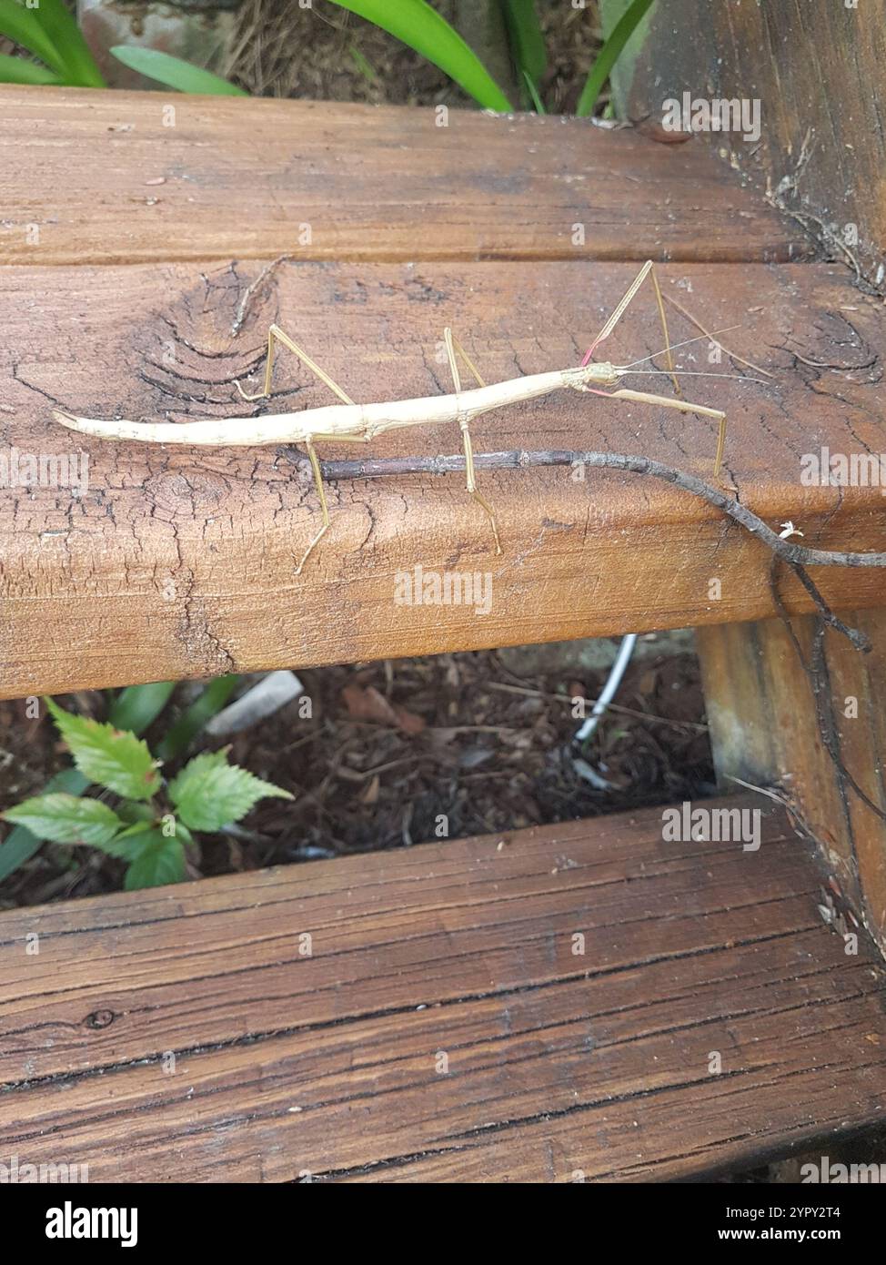 Acanthoxyla inermis hi-res stock photography and images - Alamy