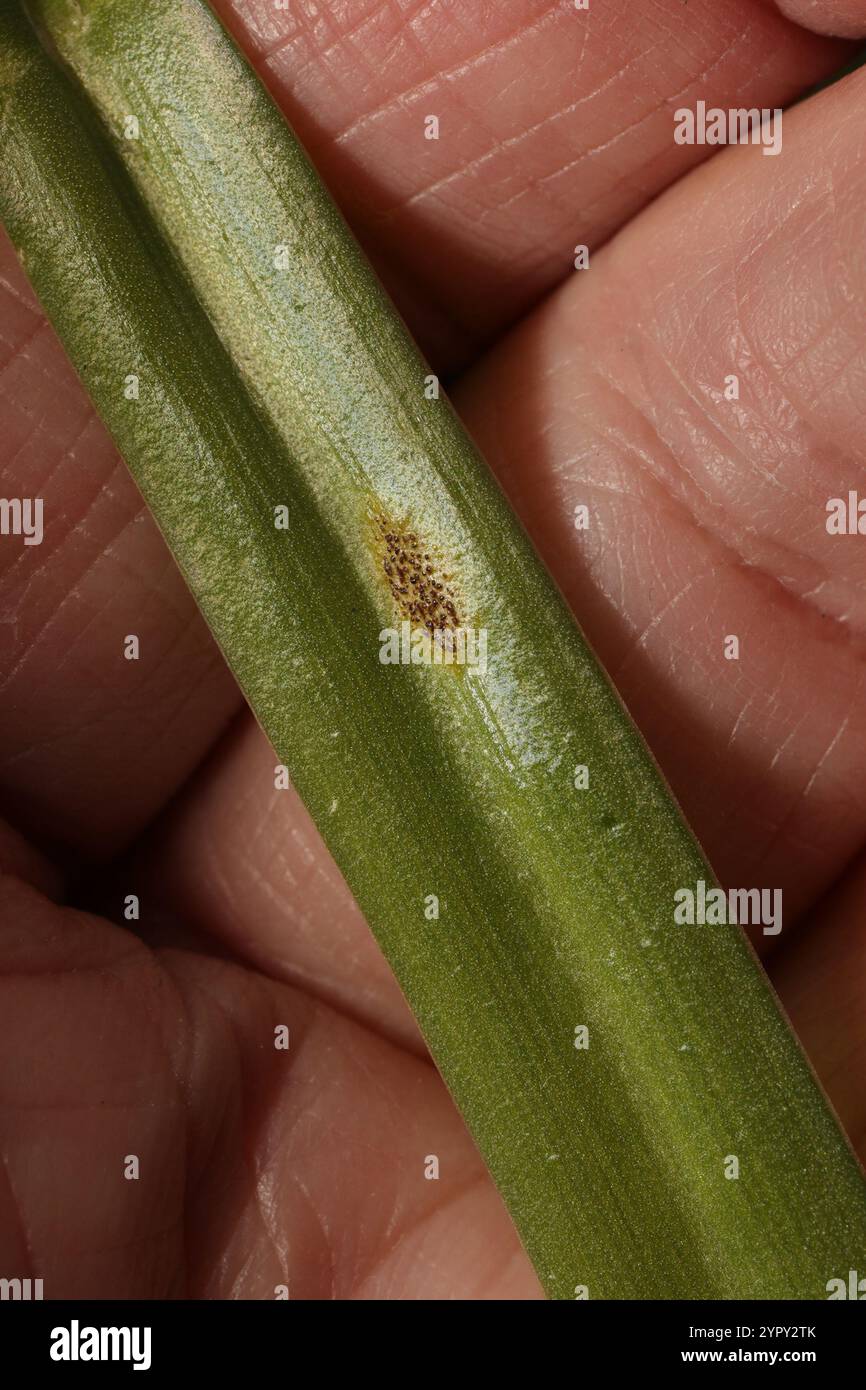 Bluebell rust (Uromyces hyacinthi Stock Photo - Alamy