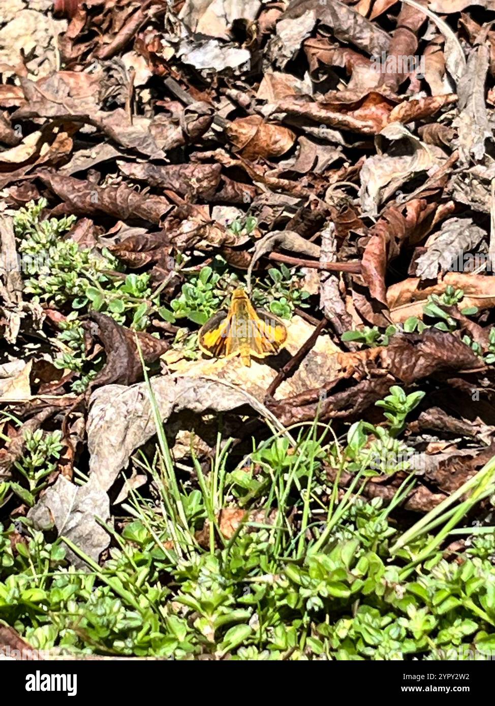 Fiery Skipper (Hylephila phyleus Stock Photo - Alamy