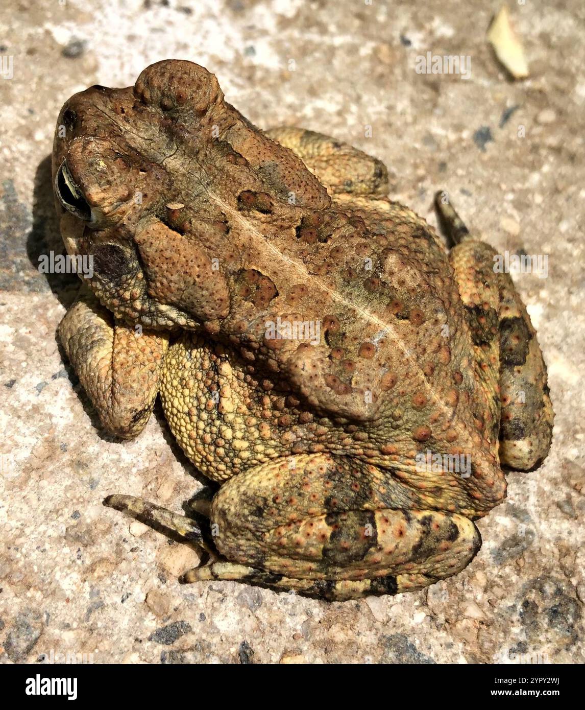 Fowler's Toad (Anaxyrus fowleri Stock Photo - Alamy