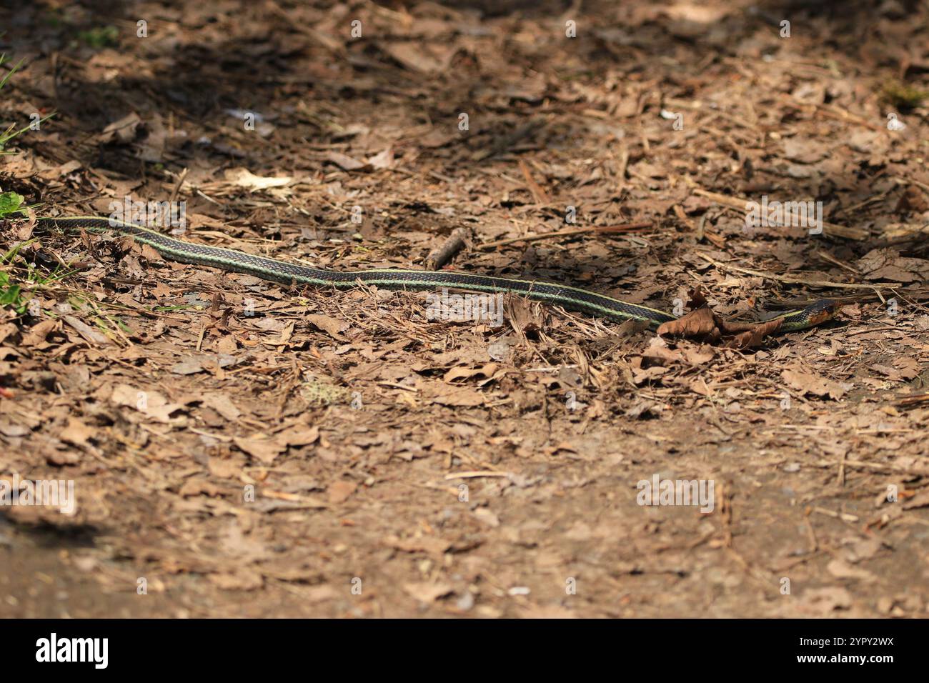Valley Garter Snake (Thamnophis sirtalis fitchi Stock Photo - Alamy