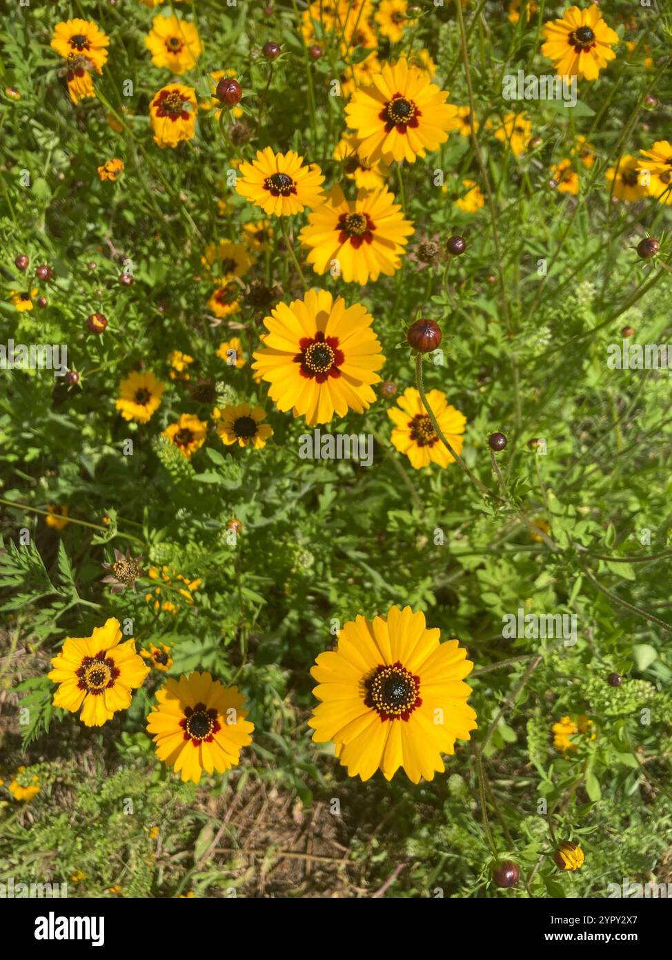 Golden Wave Tickseed (Coreopsis basalis Stock Photo - Alamy