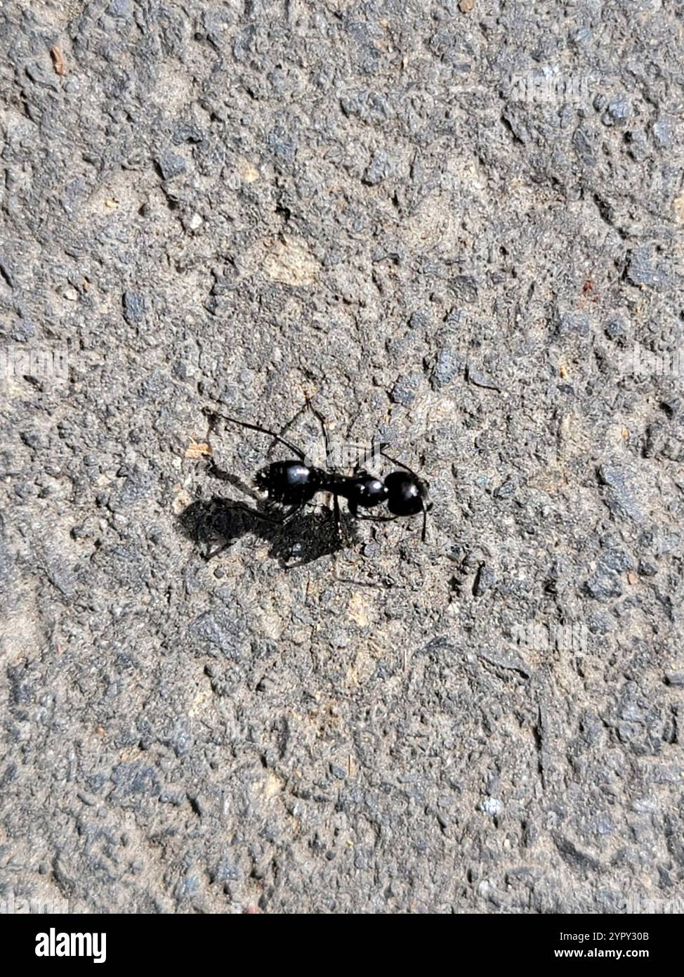 Smooth carpenter ant hi-res stock photography and images - Alamy