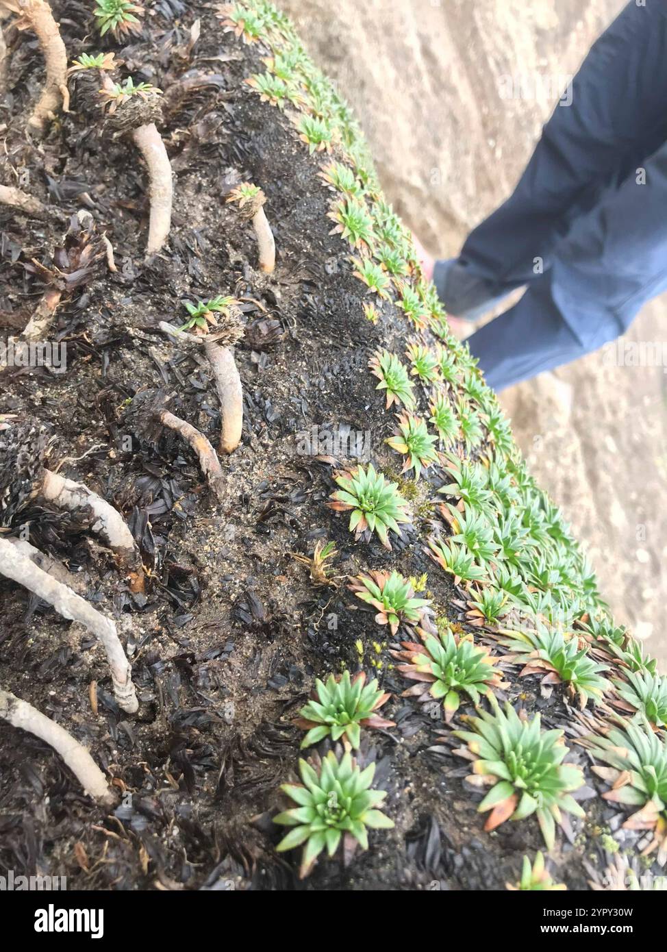water mattress (Plantago rigida Stock Photo - Alamy